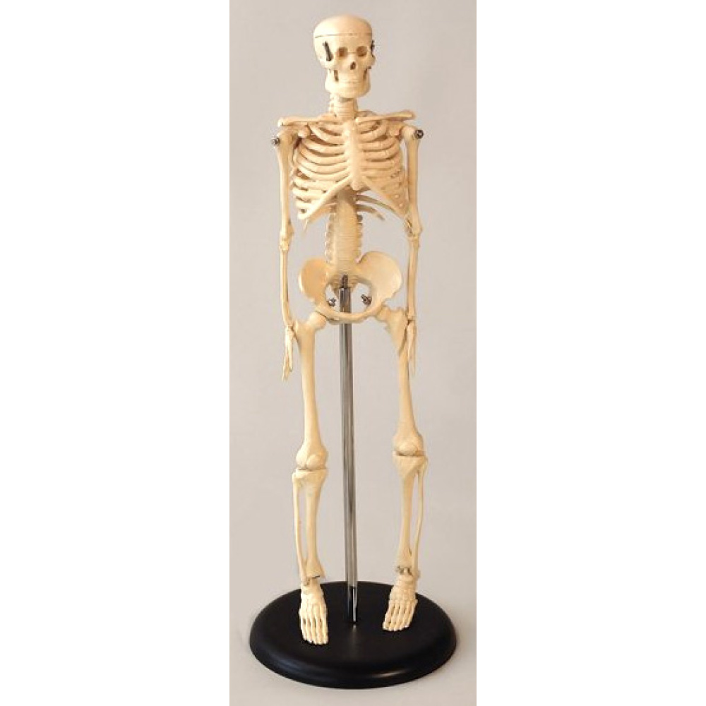 Model Skeleton 16" / 42Cm